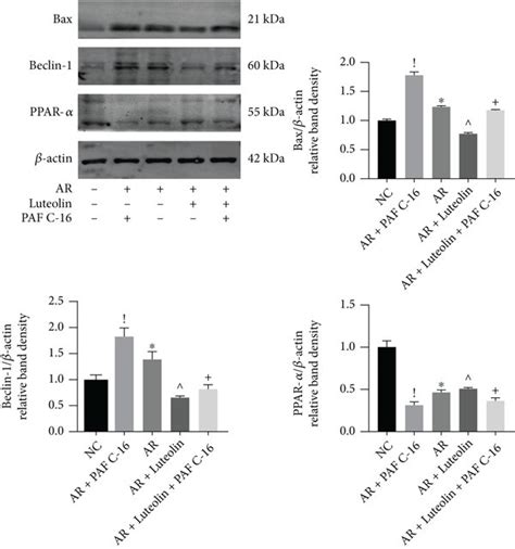 Erkpparα Pathway Regulated Hepatocellular Apoptosis And Autophagy A Download Scientific