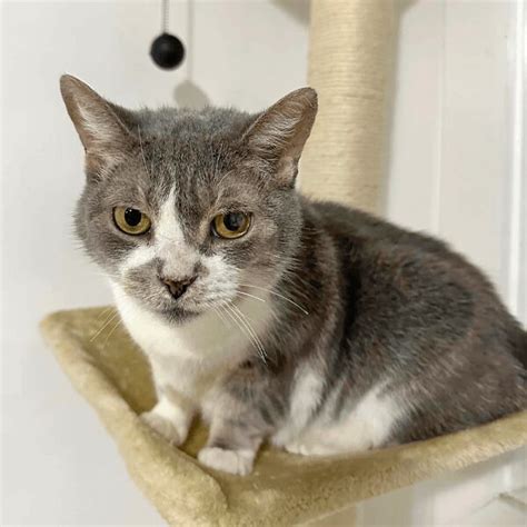 The Precious And Priceless Ruby Atlanta Humane Society