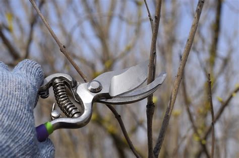 Premium Photo Close Up Of Cropped Hand Pruning Branch