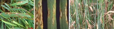 Disease Symptoms On Barley Caused By Rhynchosporium Graminicola Leaf