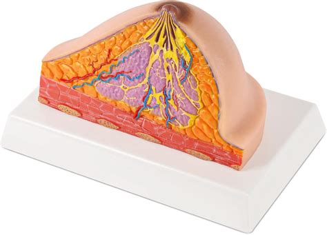 Silicone Breast Cross Section Model Normal Female Breast Anatomy