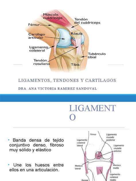 Ligamentos Tendones Y Cartílagos Funciones Y Estructura Pdf