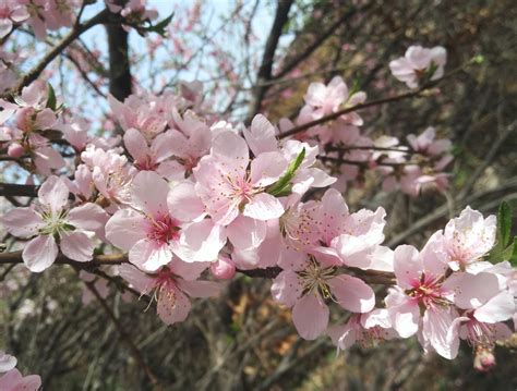 桃之夭夭，灼灼其华