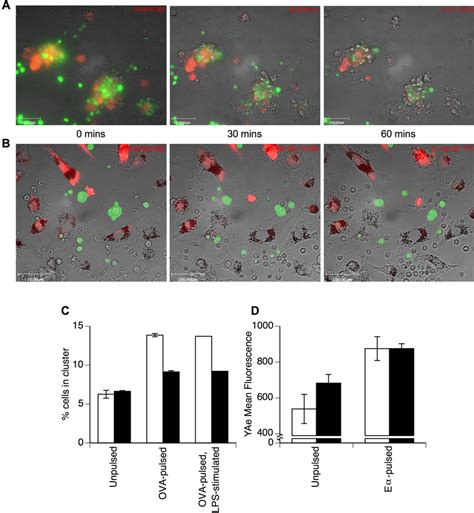 In Vitro Dct Cell Interactions Are Inhibited By Hz A And B Bm Dcs