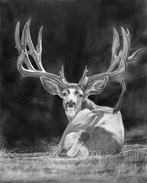 Mule Deer Jim Weaver Pencil Art