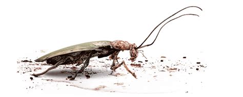 Cockroaches Profile Make Them Stop Fast Deadly Doom