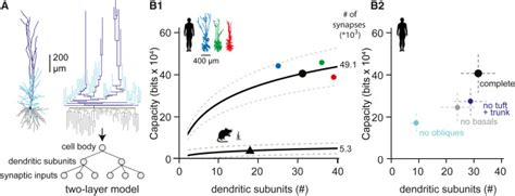 Morpho Electric Diversity Of Human Hippocampal Ca1 Pyramidal Neurons