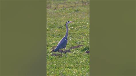 Čapla 2023 Nature Youtube