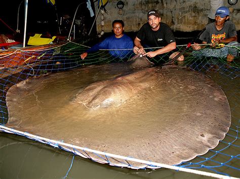 Largest Stingray Ever Recorded
