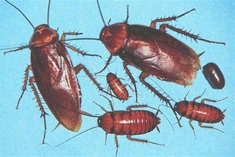 Order Blattodea Ent 425 General Entomology