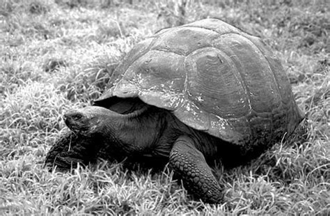 Kornjače Hrvatska Enciklopedija