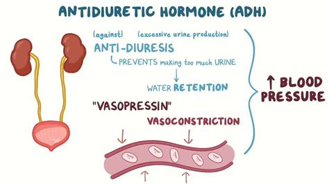 Video Antidiuretic Hormone