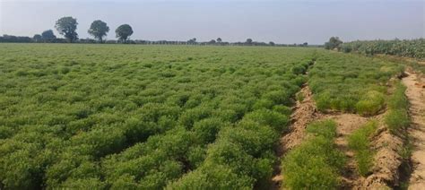 Jayesh Joshi On Linkedin Cumim New Crop 2024