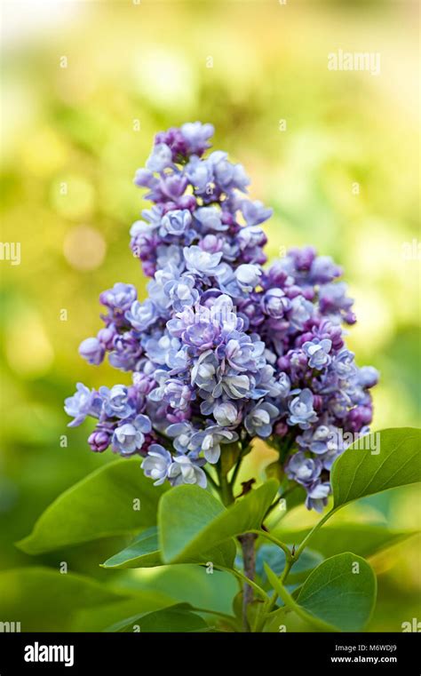 Close Up Image Of The Spring Flowering Purple Syringa Vulgaris Flowers