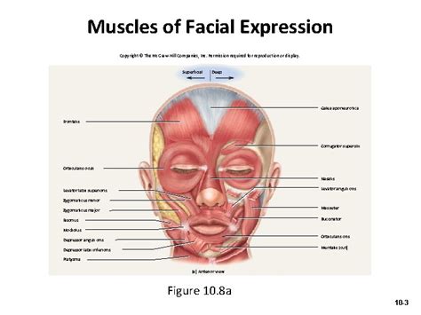 Skeletal Muscles Muscles Of The Head And Neck