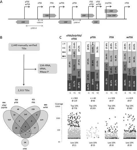 Gluconobacter Oxydans