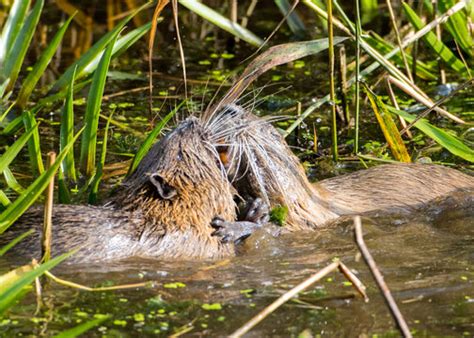 Wasserratte Bilder Bläddra Bland 589 Stockfoton Vektorer Och Videor Adobe Stock