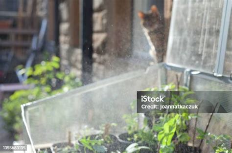 아기 채소에 물을 주어 정원에서 젊은 묘목의 식물 관리 Diy 수제 온실에서 재활용 냄비에서 성장하는 모든 식물 0명에 대한 스톡 사진 및 기타 이미지 Istock