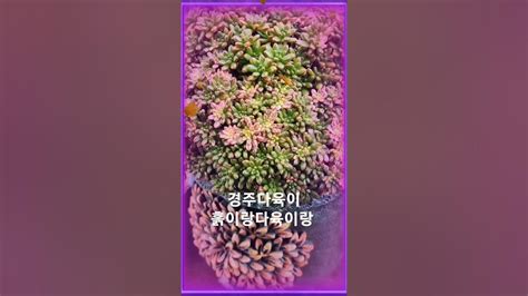 경주 흙이랑다육이랑 다육농원쇼츠 다육이 다육이분갈이 다육농원 다육이키우기 식물 분갈이 Youtube
