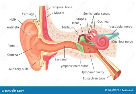 Vestibule Ear Stock Illustrations 239 Vestibule Ear Stock