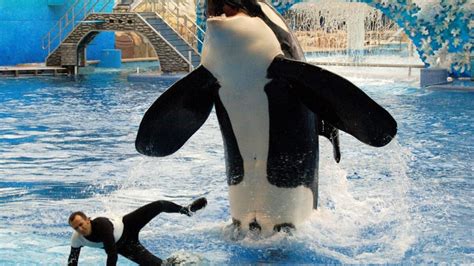 Largest Orca In Captivity