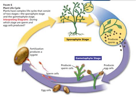 Plant Life Cycle Flashcards Quizlet