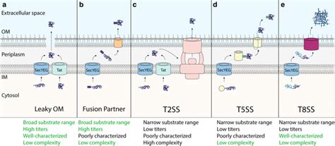 Two Step Secretion Systems A Proteins Dark Blue Are Exported Across Download Scientific
