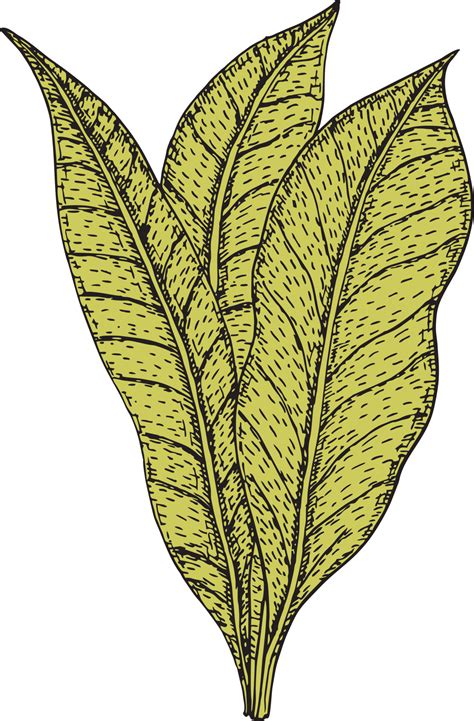 Tobacco Leaf Vector