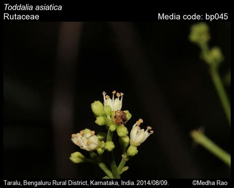 Toddalia Asiatica Butterfly