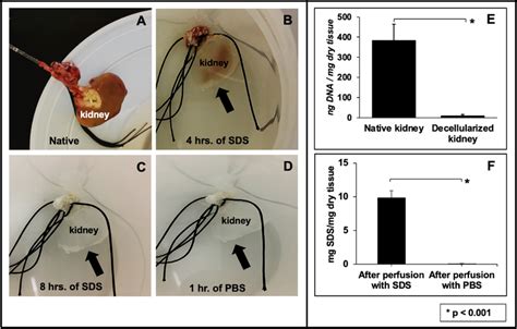 An Evaluation Of The Decellularization Process Using Biochemical Download Scientific Diagram