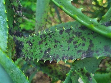 How To Take Care Of Aloe Plants In South Africa Random Harvest News