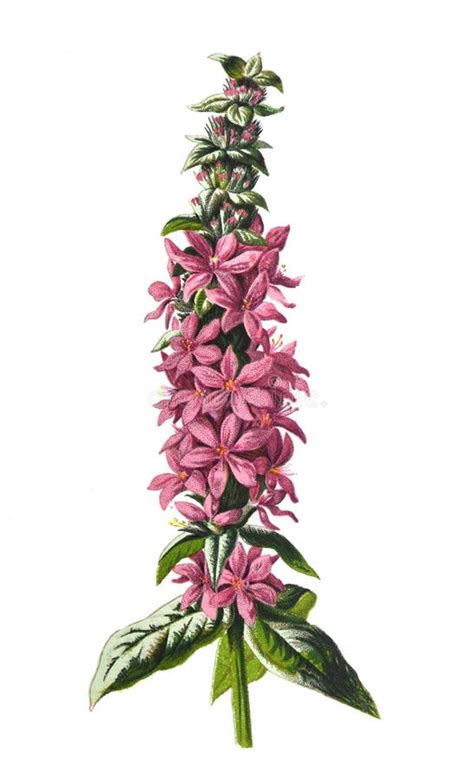 Loosestrife Stock Illustrations 81 Loosestrife Stock Illustrations