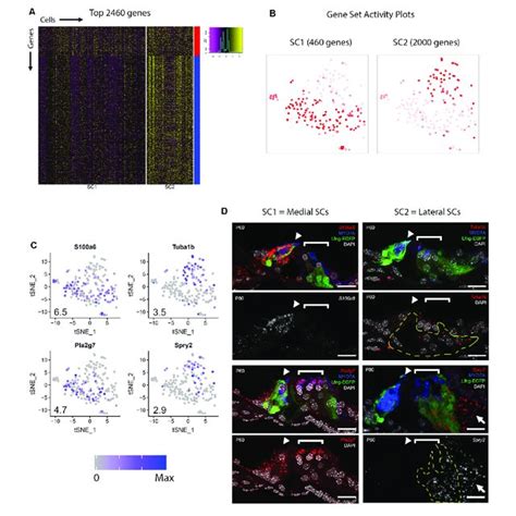 Digital Droplet Pcr Ddpcr And Single Cell Quantitative Polymerase