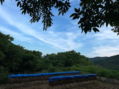 石原淋（rin Ishihara） 麦。手刈り まじ死ぬ（） 麦 きぬひめ品種 うどん 乾麺 農業 完全無農薬 Wheat Udon