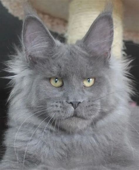 21 Gray Maine Coon Cats Youll Love