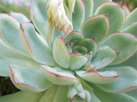 Echeveria Pulidonis Learn To Grow And Care For Pulidos Echeveria