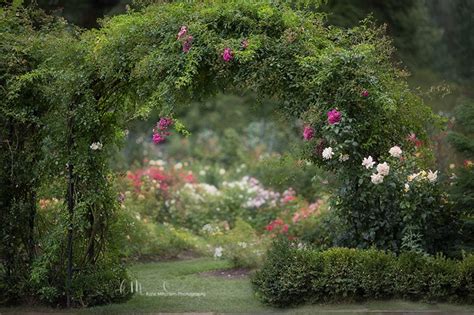 Flower Garden Background For Photoshop