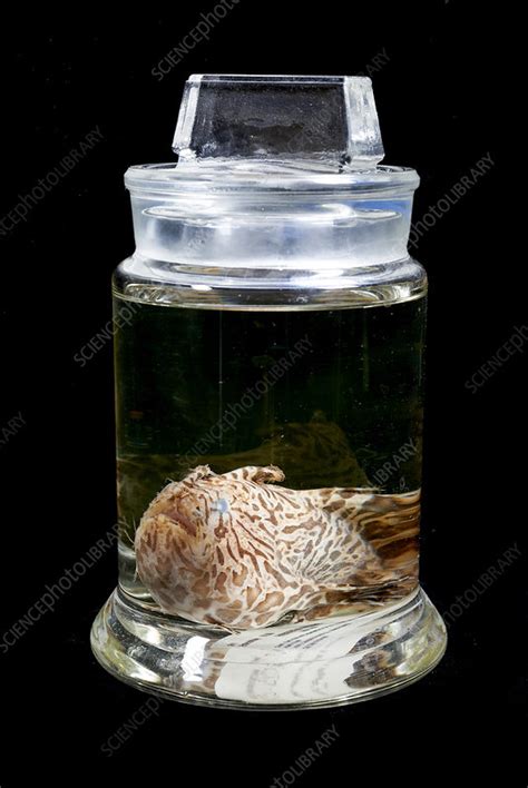 Striated Frogfish Stock Image C0265379 Science Photo Library