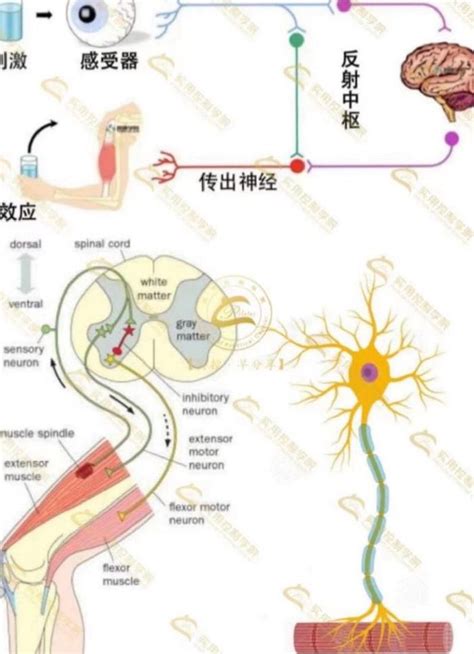非条件反射是指（非条件反射是指人生来就有的 数量有限） 十日日知识