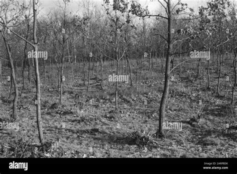 Various Deciduous Trees Date Undated Keywords Various Deciduous Trees