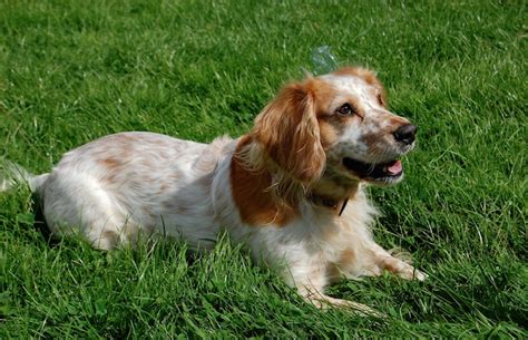 The Russkaja Spaniel