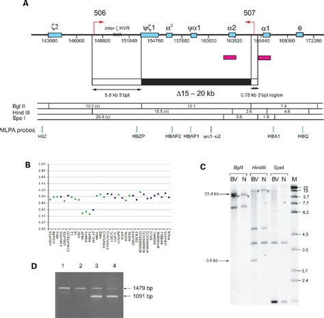 A The A Globin Gene Cluster Showing The 5 0 And 3 0 Breakpoint Download Scientific Diagram