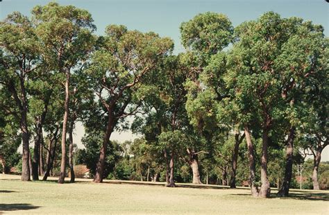 Jarrah Eucalyptus Marginata Robert Powell Tree Pictures
