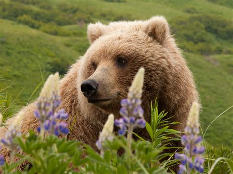 Himalayan Brown Bear Lifespan