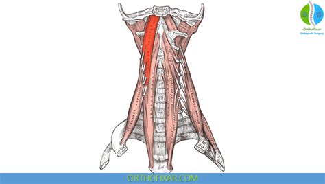 Longus Capitis Muscle Anatomy Orthofixar