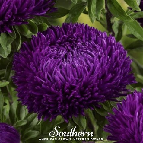 Aster Gremlin Violet Callistephus Gremlin 50 Seeds Southern Seeds Flower Seeds Seeds