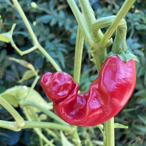 Peter Pepper Live Plant Tyler Farms