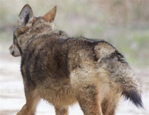 File Red Wolf Butt  Wikipedia