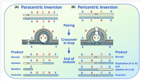 Genetics 28 Flashcards Quizlet