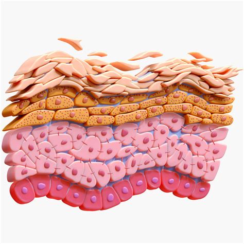 Epidermis Cross Section 3d Model By Zames1992d